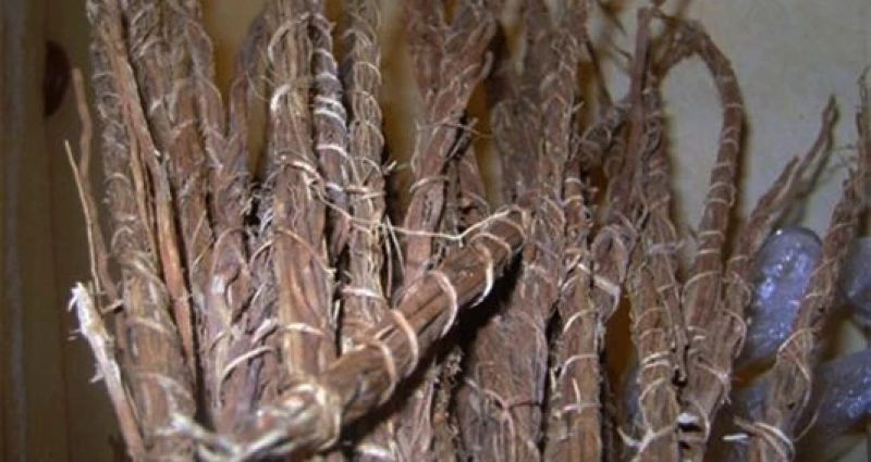 GONGOLI : Une plante essentielle pour femme