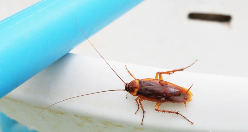 Astuces maison : libérez nos placards des infestations de cafards